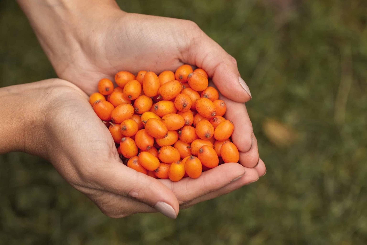 Fruit en H : Liste complète des fruits commençant par h