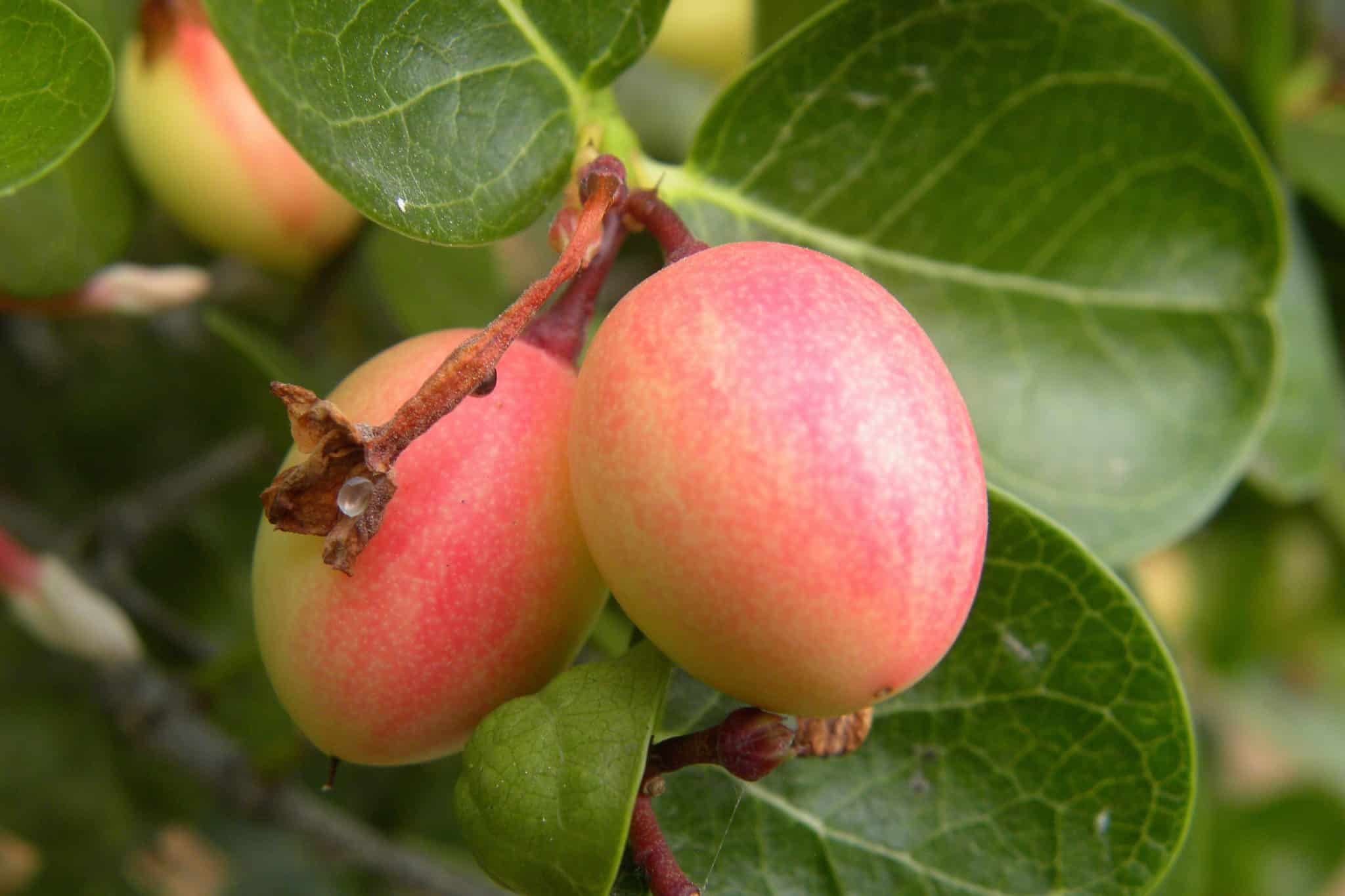Fruit en I : Liste complète des fruits commençant par i