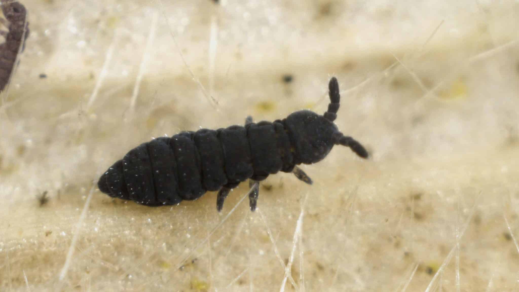 Insectes noirs dans la maison : Comment les identifier