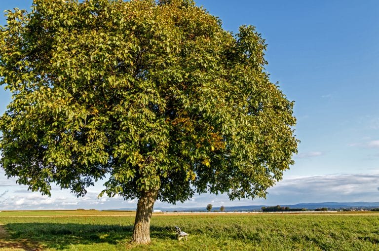 Quand tailler un noyer : Nos conseils pour l'entretien Quand tailler un noyer : Nos conseils pour l'entretien