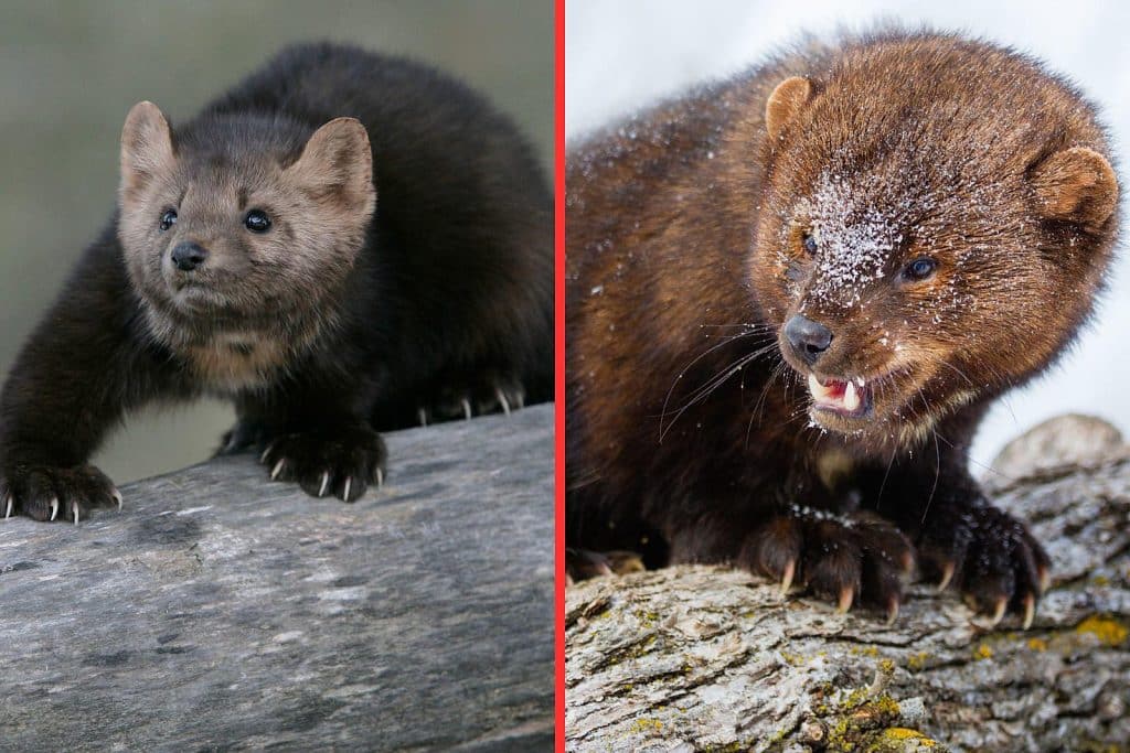 Comment différencier la belette et la fouine : 7 techniques