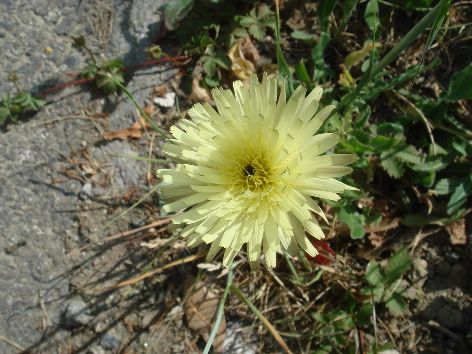 Fleur en U : Liste complète des fleurs