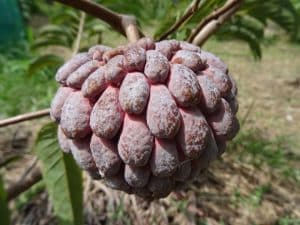 Fruit en Z : Liste complète des fruits commençant par z