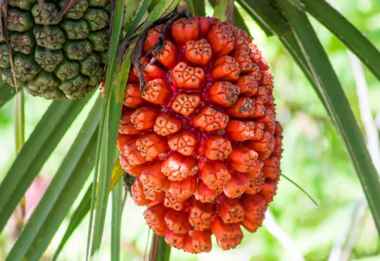 Fruit en H : Liste complète des fruits commençant par h