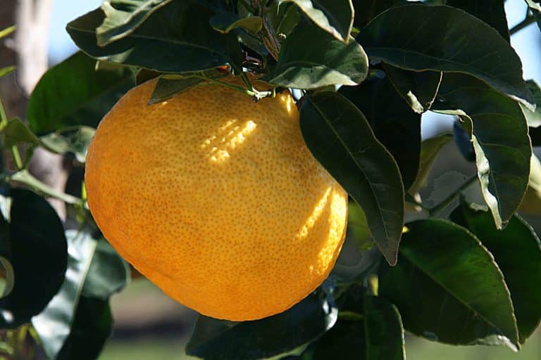 Fruit en H : Liste complète des fruits commençant par h