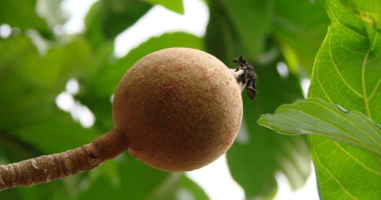 Fruit en H : Liste complète des fruits commençant par h
