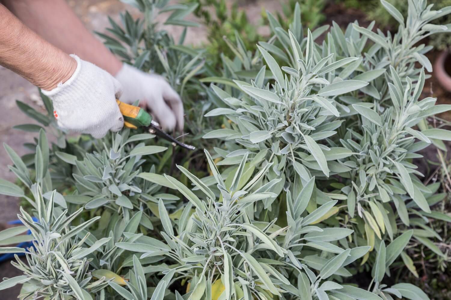 Quand tailler les sauges : Nos conseils et astuces