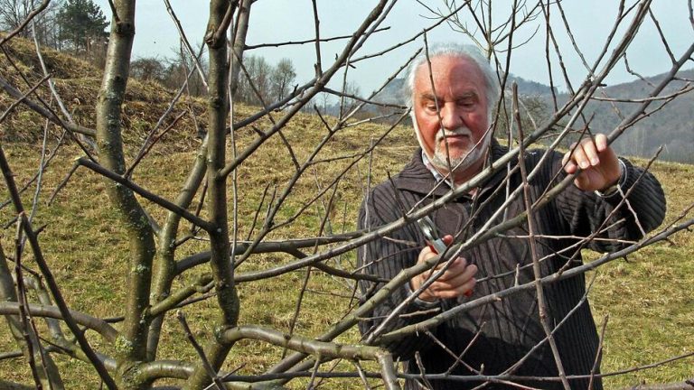 Quand et comment tailler un noyer : Guide simple