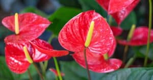 Comment entretenir un anthurium : Conseils et astuces de pro